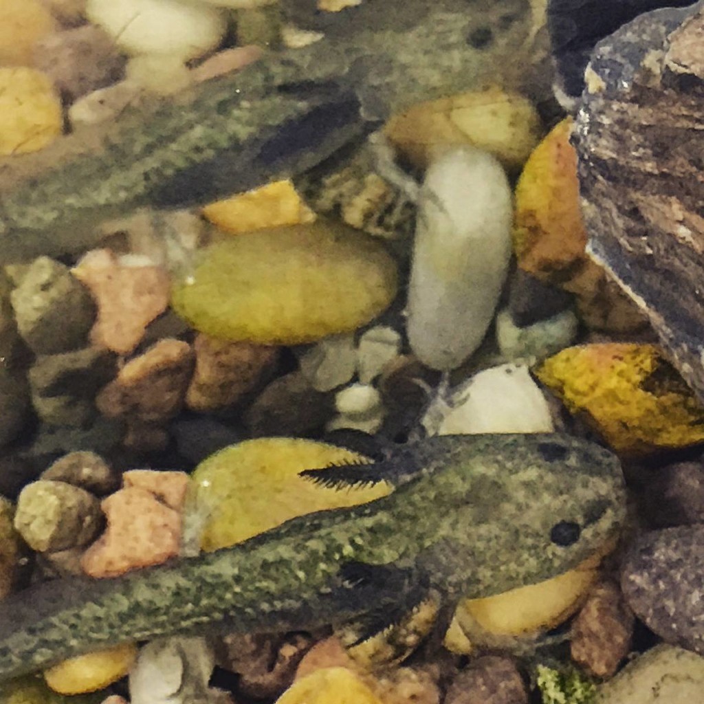 Axolotl - Angel's Pet World in Hudson